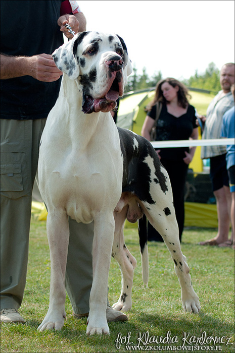 Alani DEL CASTELLO DELLE ROCCHE - Edmond Dantes